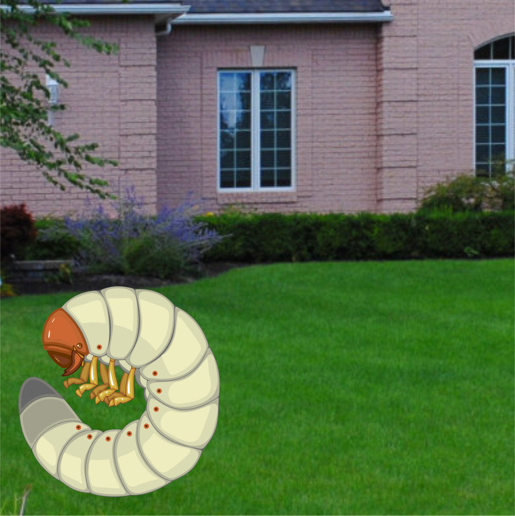 Turf Fertilizer Plus Grub Preventer – Nursery Stock Direct by Shannon