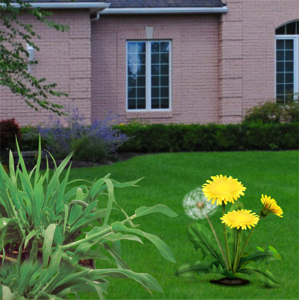 Weed & Feed Plus Crabgrass Preventer – Nursery Stock Direct by Shannon